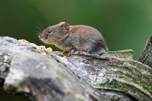 Mosegris: Den ultimative guide (2025) - Skadedyrsexperten.dk