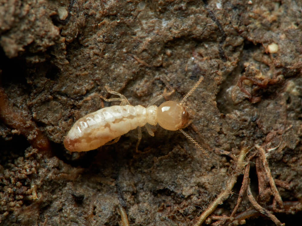 Termitter » Den ultimative guide (2025) - skadedyrsexperten.dk